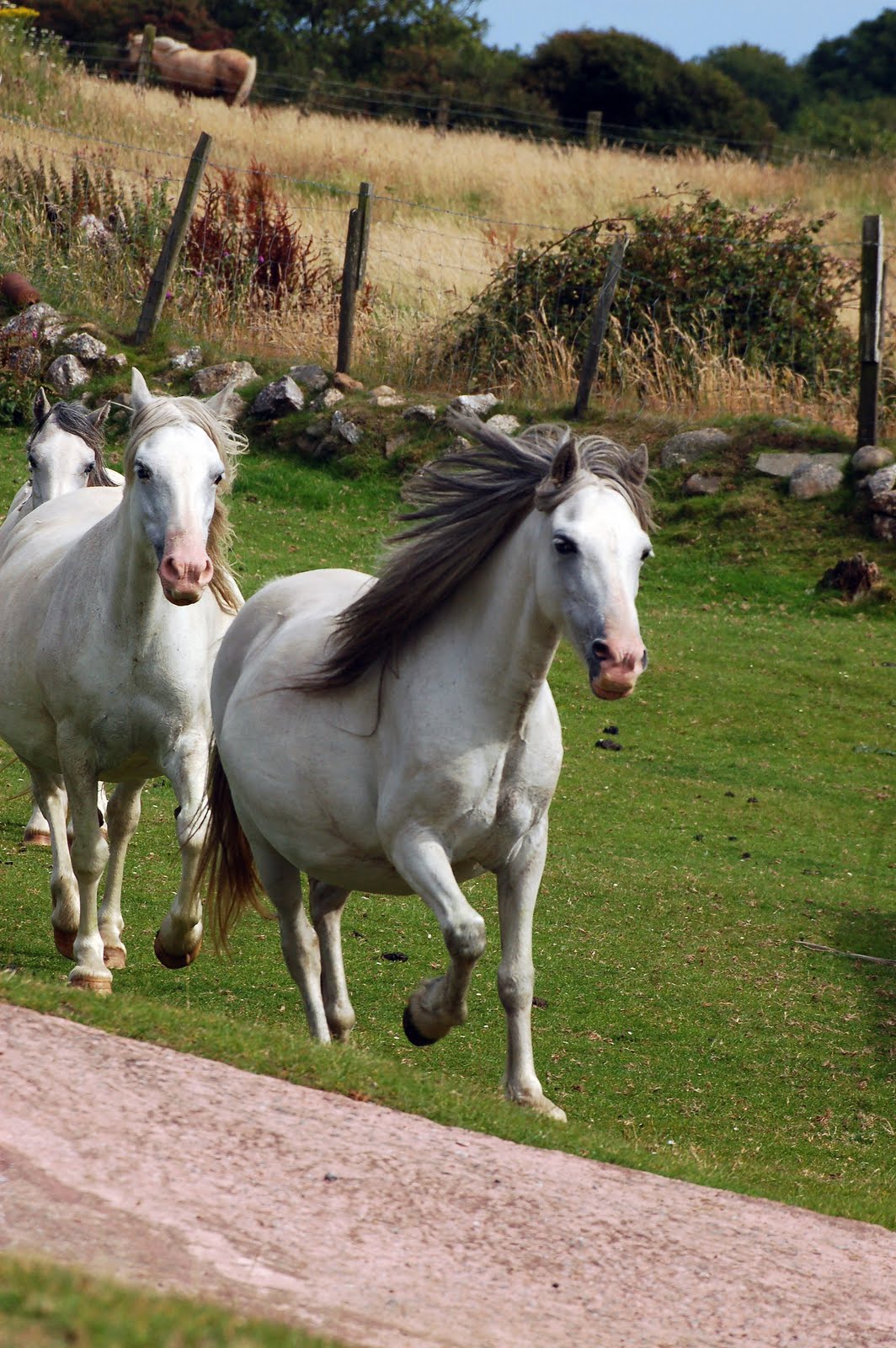 The Wild Things : Welsh Wild horses