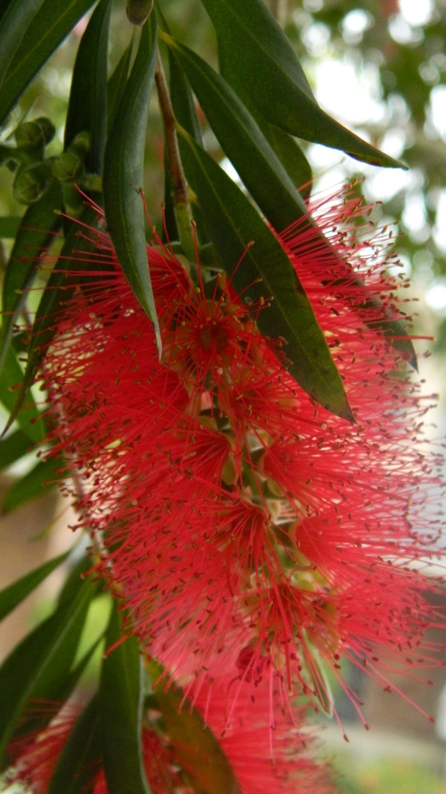 High Heels and Daffodils: Bottle Brush Tree.