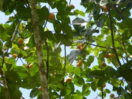 Padang Jawa - Masih Ku Ingat, Dulu Lain Sekarang Lain: Sentul - Buah ...