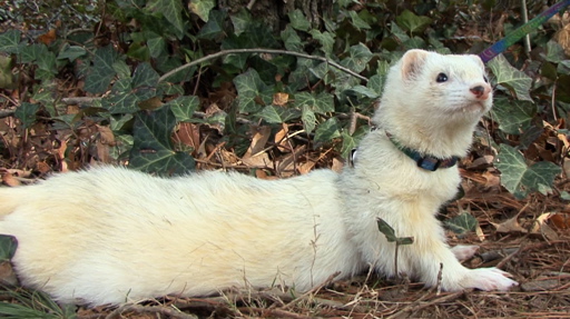 FERRET – AFRIČKI TVOR (PITOMI TVOR) - Feretka-Idealan kućni ljubimac.