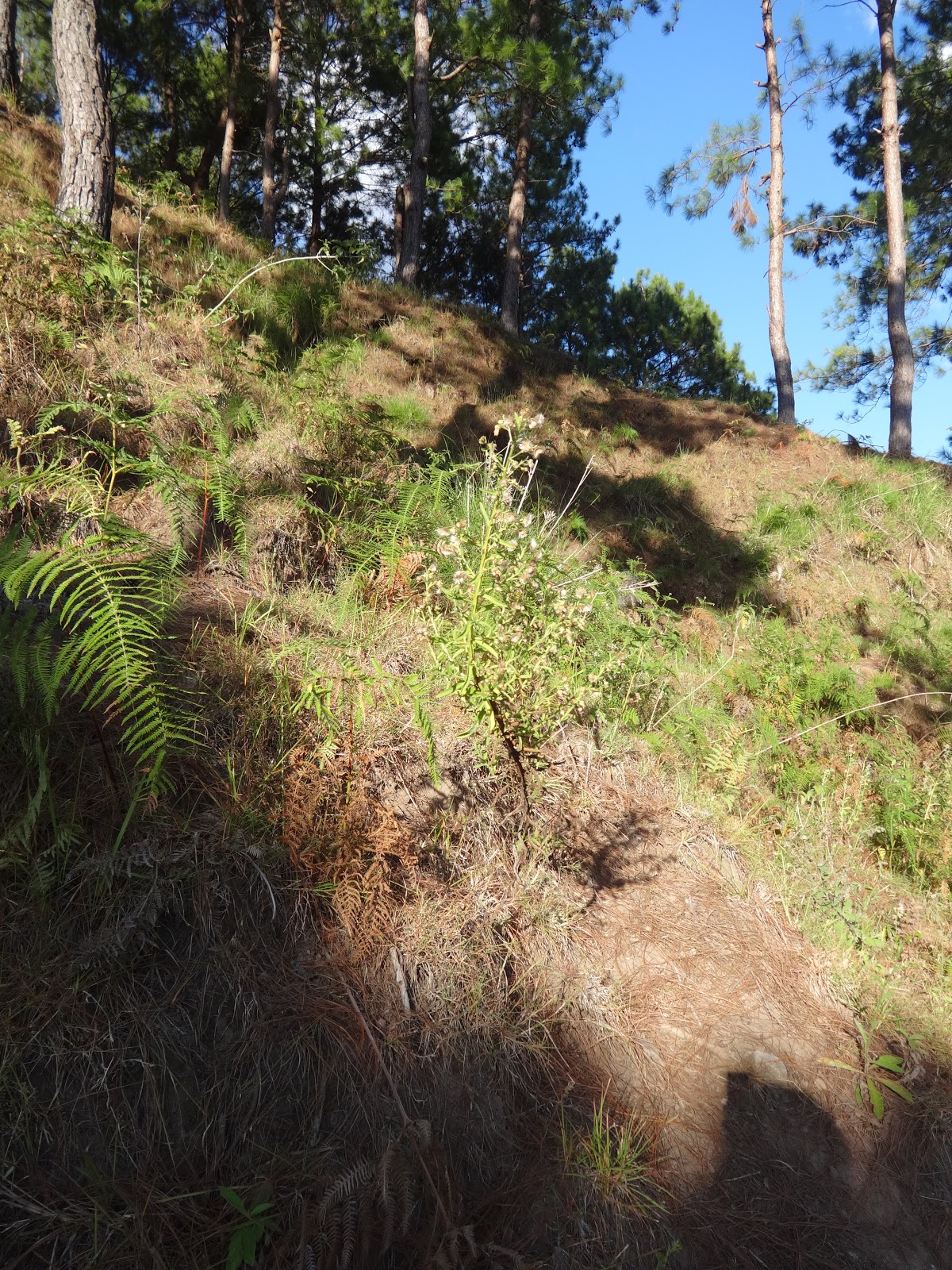 Herbs from Distant Lands: Laggera alata - Winged-Stem Laggera, Liu Leng ...