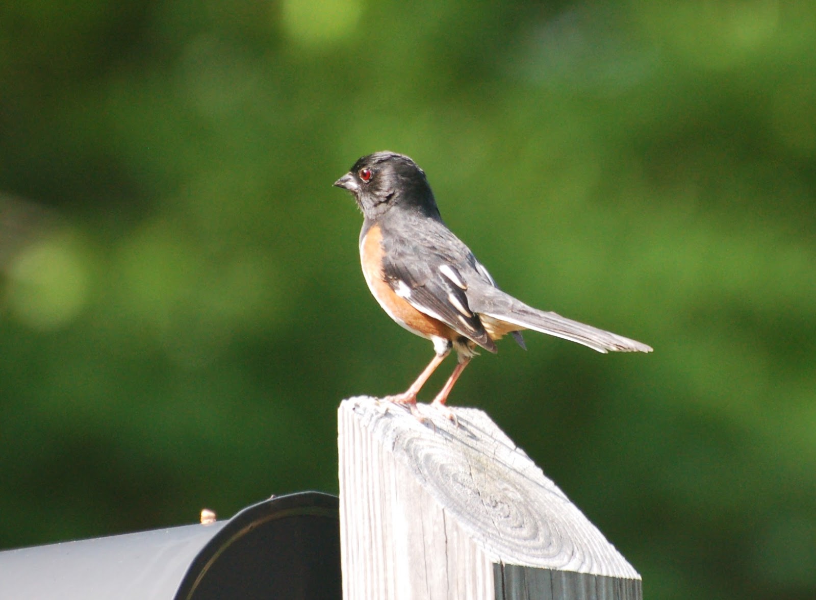 MOUNTAIN MUSINGS: A Couple of May Birds