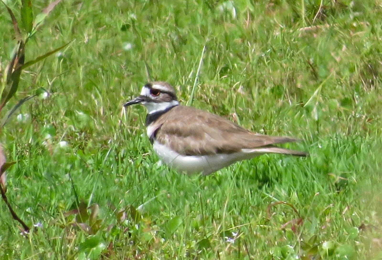 Pixie Birding: Florida Birding Trip Report - Day 4 (Three Lakes WMA)