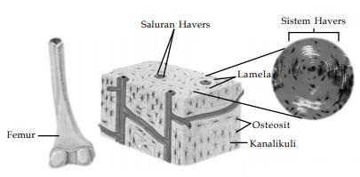 Sistem Gerak Pada Manusia - Pustaka Belajar