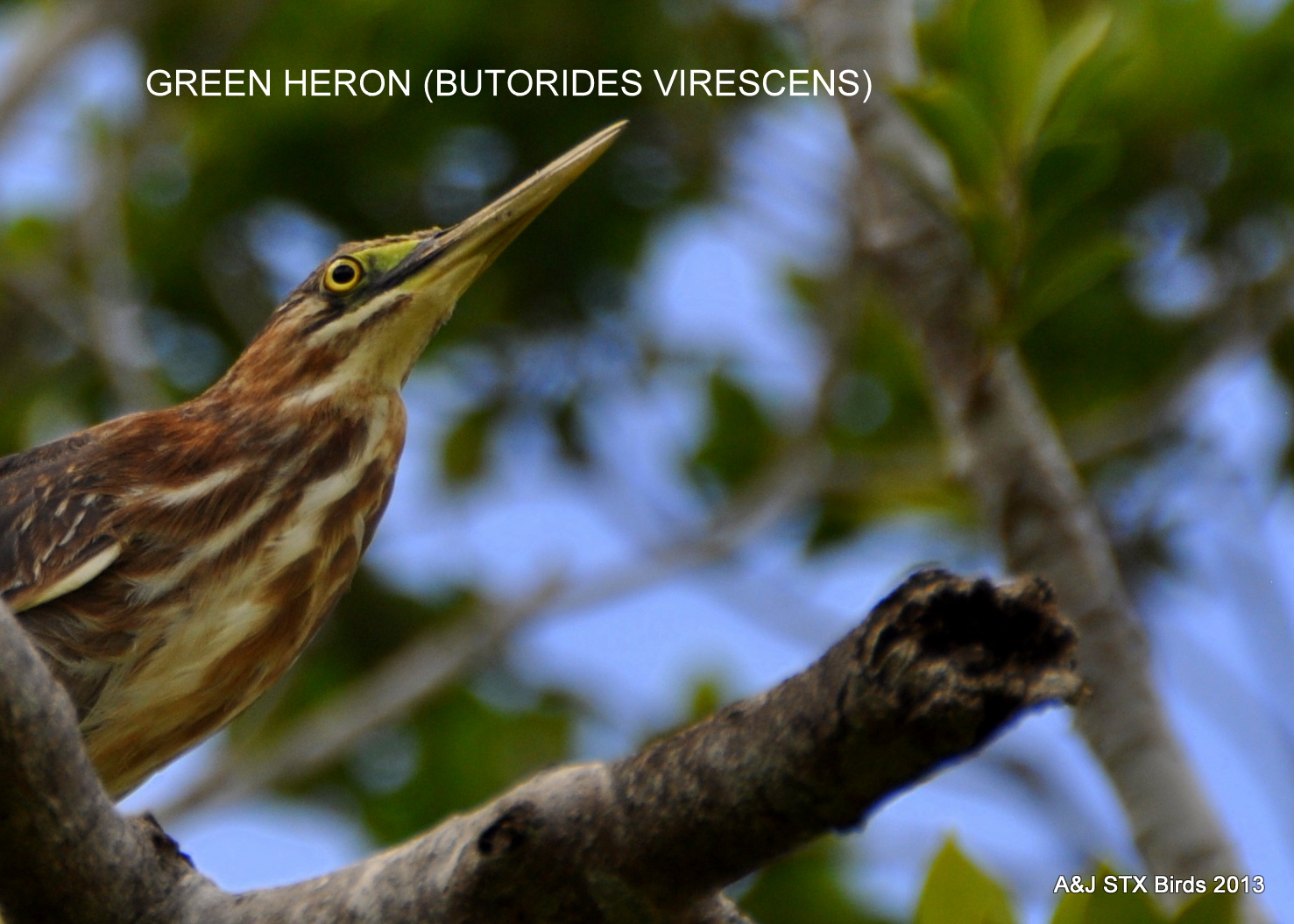 St. Croix, USVI: Birds - a Year of Observation : YOUR EXTENDED DESCRIPTION