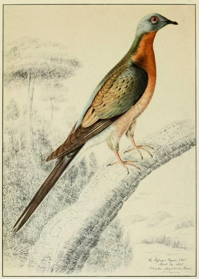 A Brief History of the Pigeons of Toronto