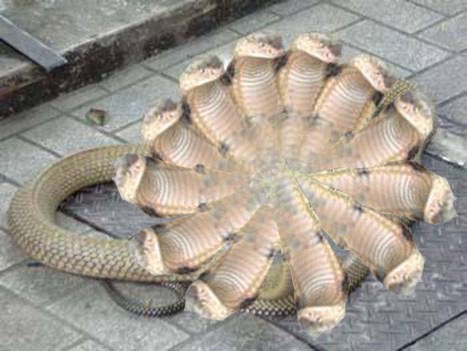 Music&Fun: 12 Headed Snakes