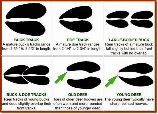 Marian's Hunting Stories, etc., etc., etc...: Deer Tracks