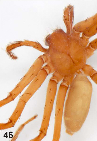 Sciency Thoughts: Nine new species of cave-dwelling huntsman spider ...