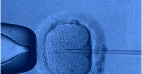 Treating the fragile egg syndrome | The IVF Specialist's Blog for IVF ...