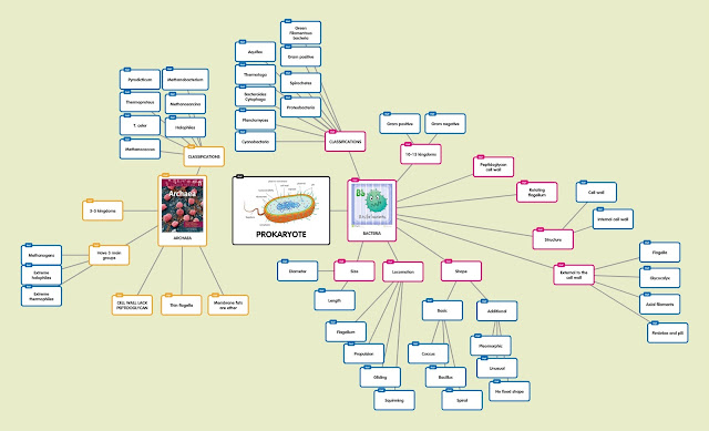 Reflective Journal By Topics For Microbiology BMY3001 TOPIC 3 PROKARYOTES reflective-journal-by-topics-for-microbiology-bmy3001-topic-3-prokaryotes