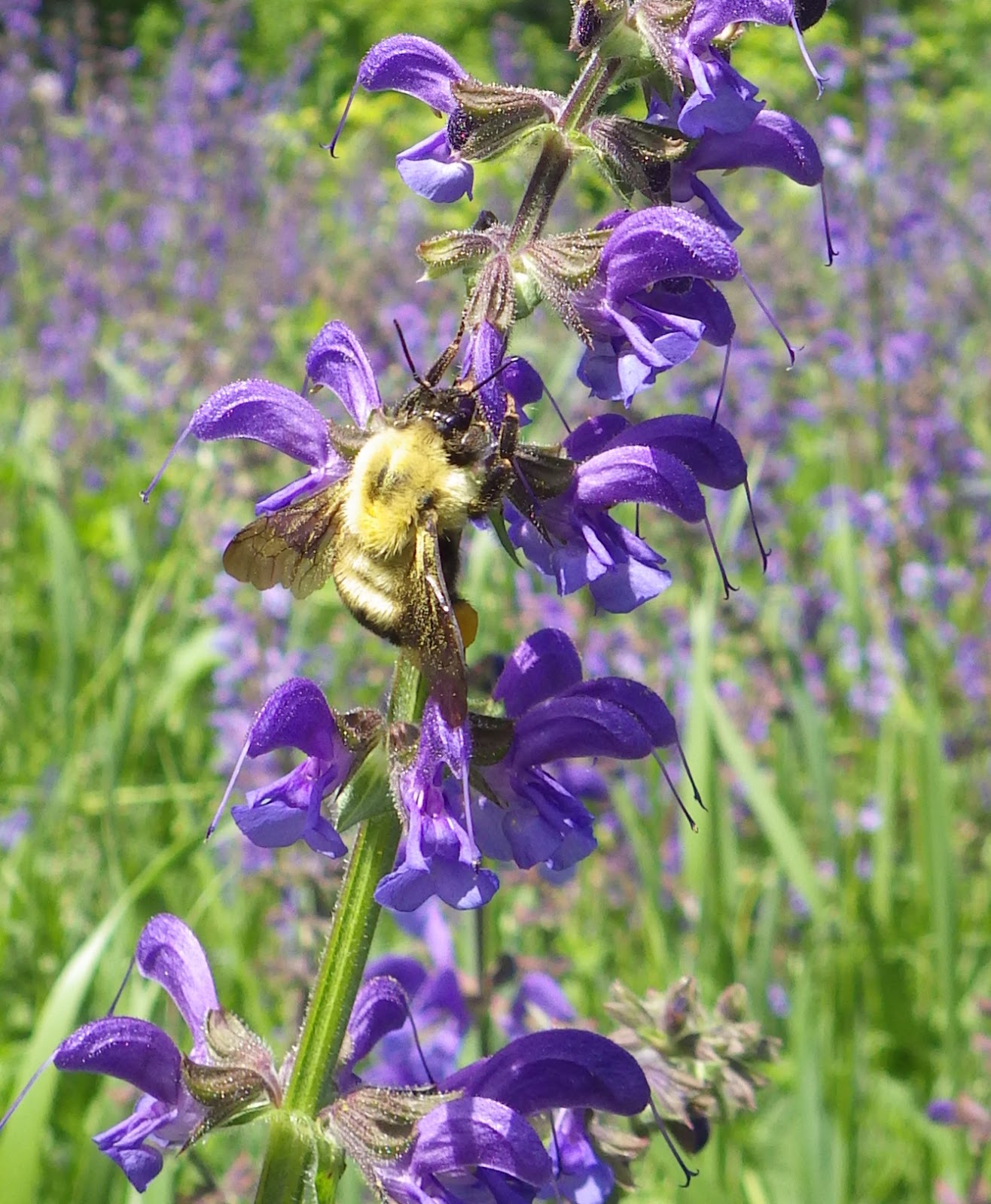 Victory Gardens for Bees: Bee Friendly Manitoba!