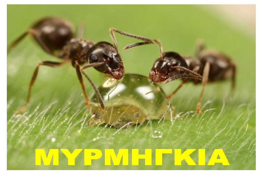 dreamskindergarten Το νηπιαγωγείο που ονειρεύομαι !: Καρτέλες με έντομα