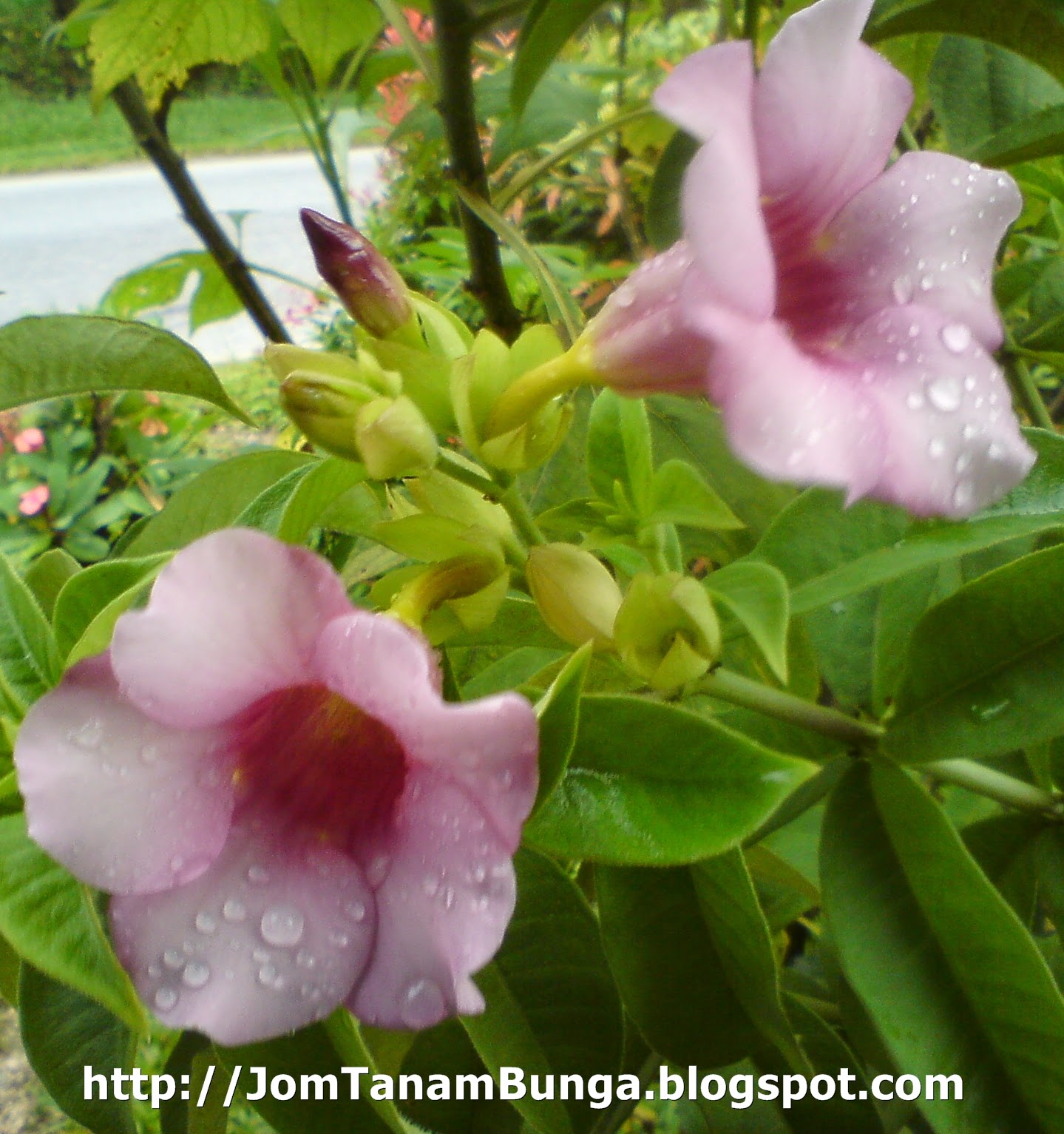 Jom Tanam Bunga: Bunga Punya Warna, Akar Dapat Nama!