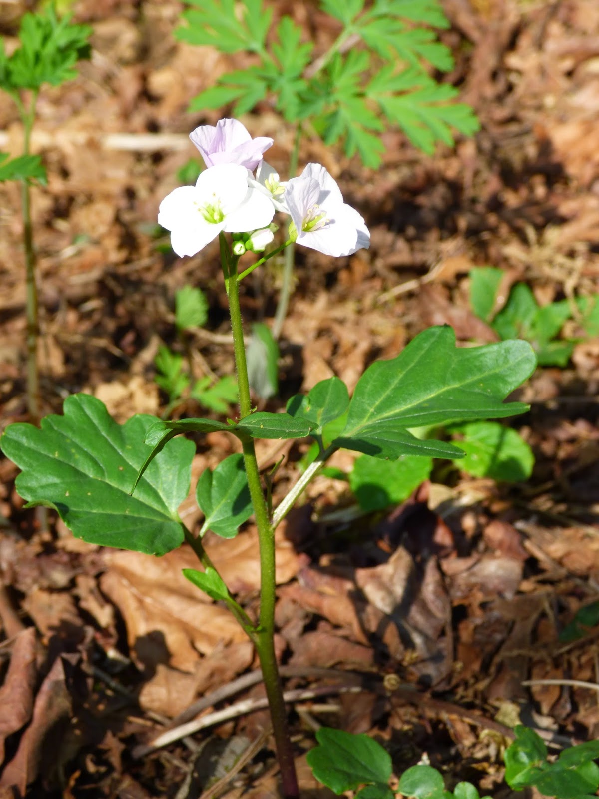 Wildflowers: Toothworts