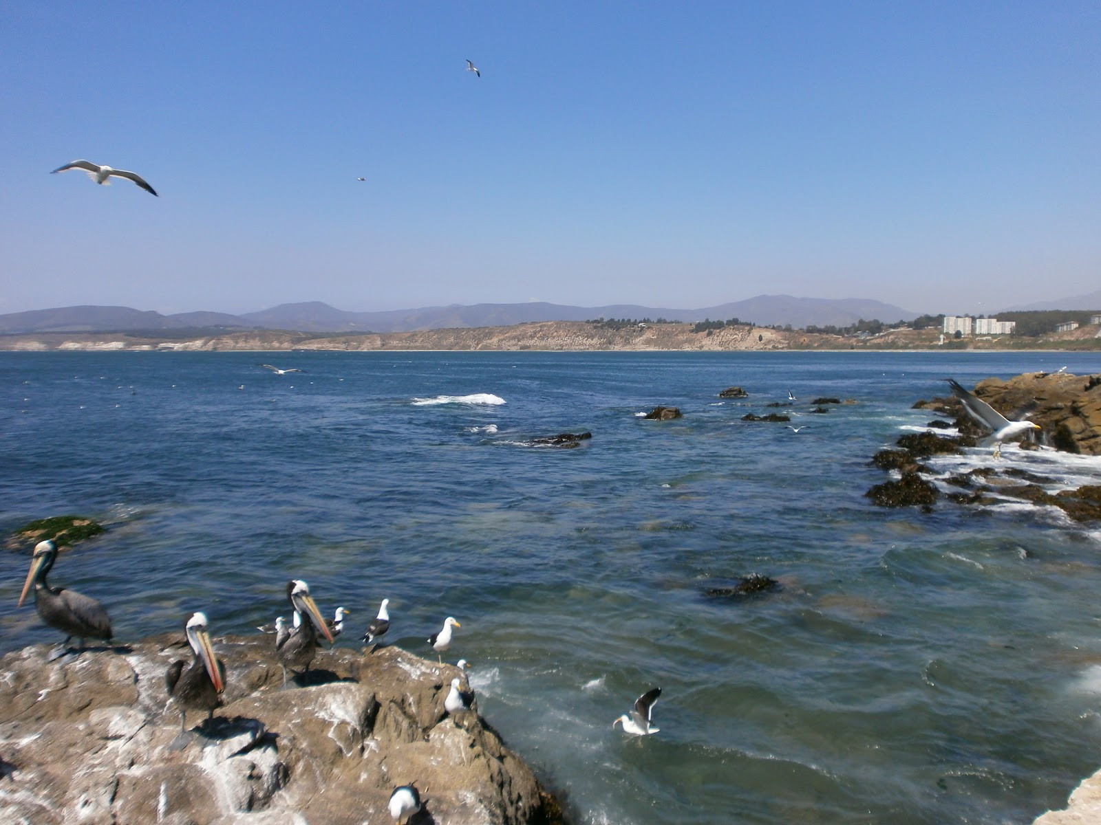 Happily ever after!: Caleta Horcón