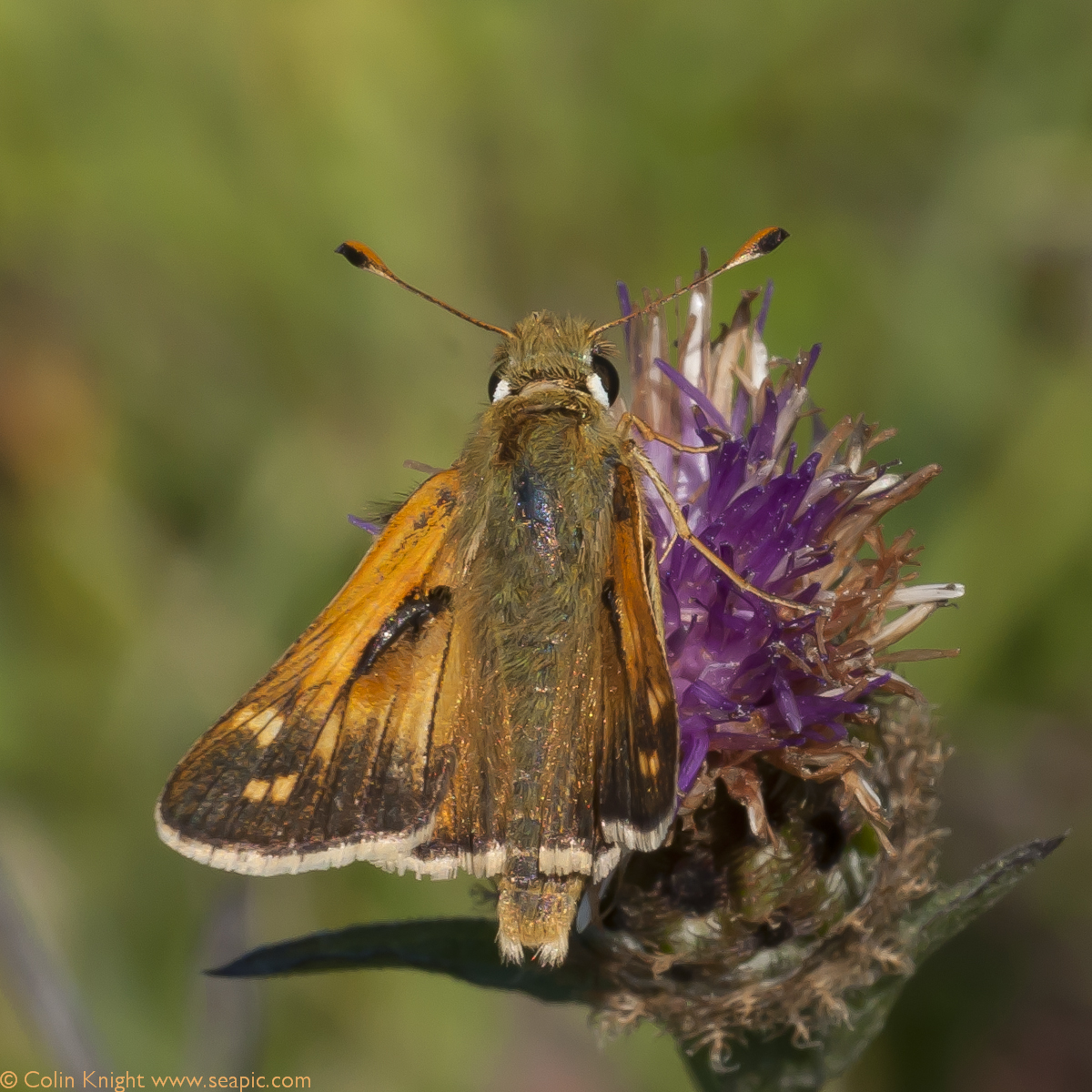 Postcards from Sussex: Clouded Yellow & Silver-spotted Skippers