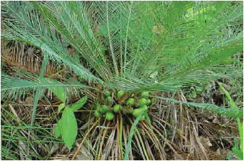 Difference between Pteridophytes and Gymnosperms