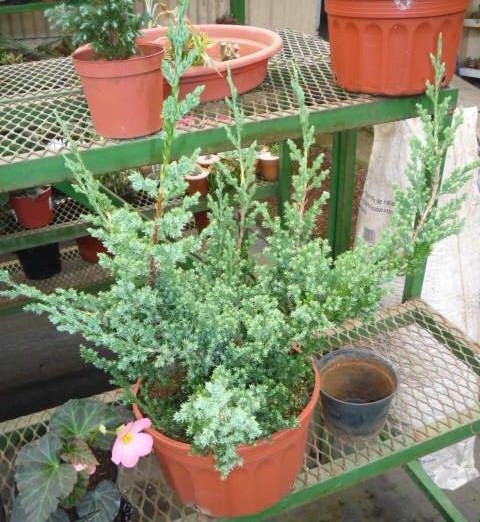 Tropical Gardens: Catálogo de Plantas