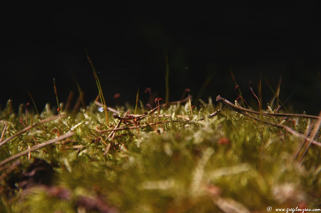 Sexualité débridée des mousses à Fontainebleau ~ FontaineBleau Passion