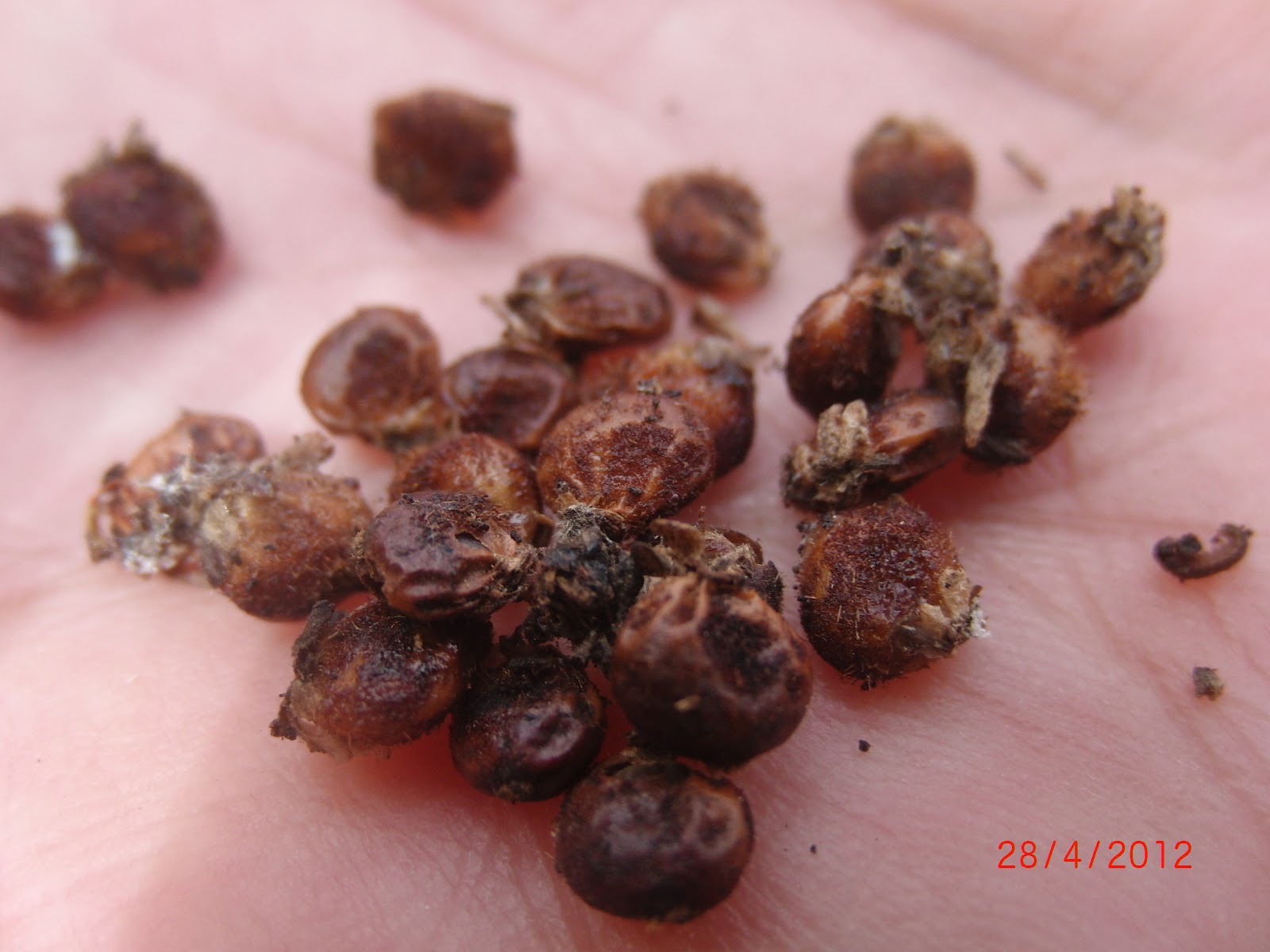 EL BLOG DE CARLOS SUAREZ....: De El Zumacal al zumaque.