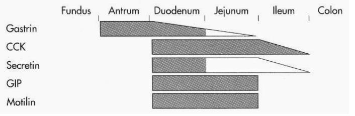 Hormona Gastrina: La Gastrina