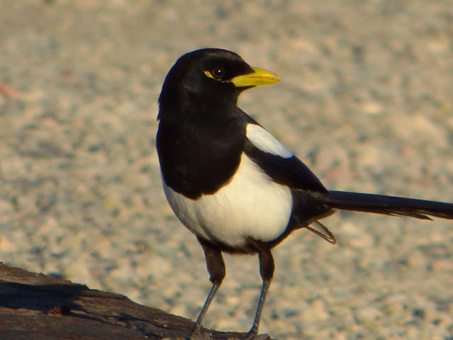 Geotripper's California Birds: Yellow-billed Magpies on the West Campus