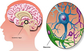 Le Cerveau de l'Enfant et de l'Adolescent: Substance Blanche et ...