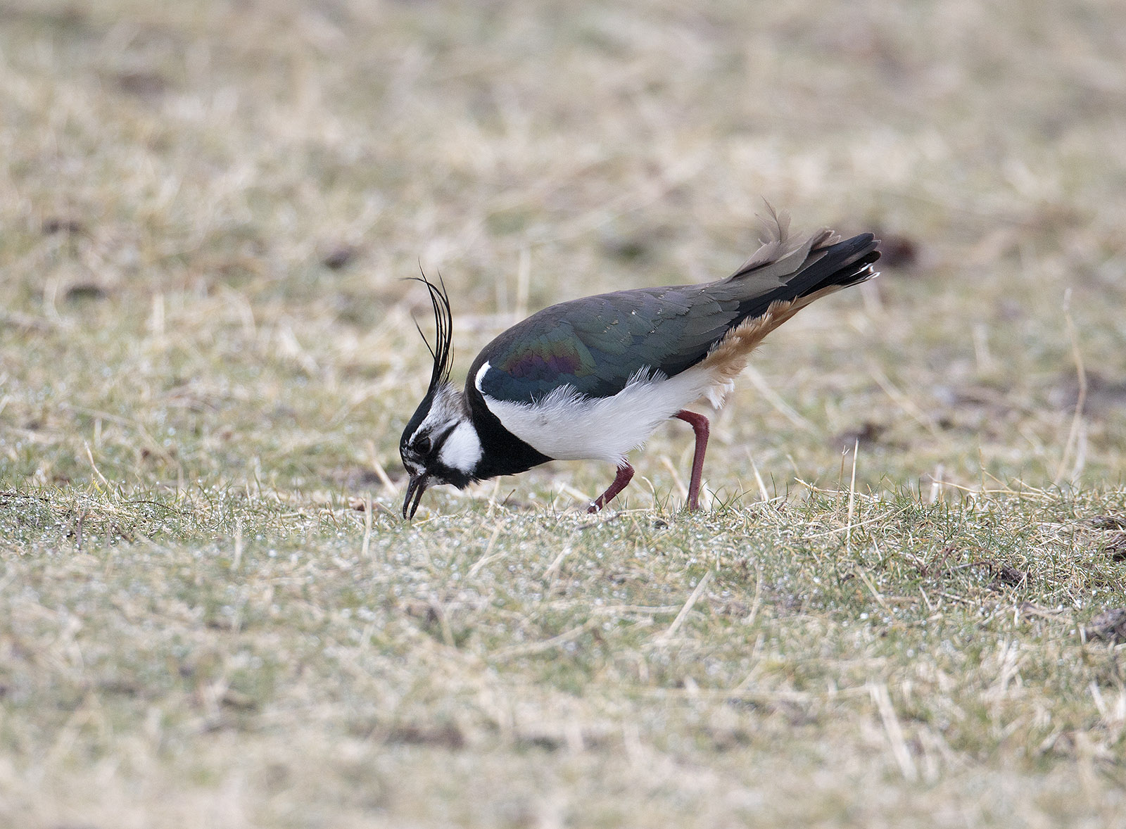 pewit: Lapwings