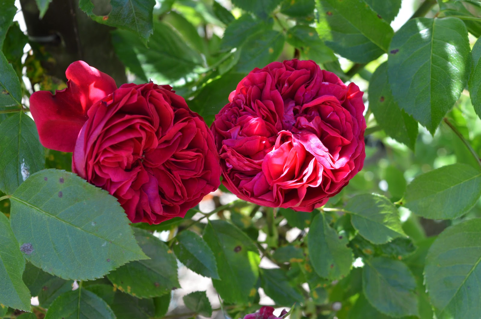 le jardin de marianne: le ballet des roses