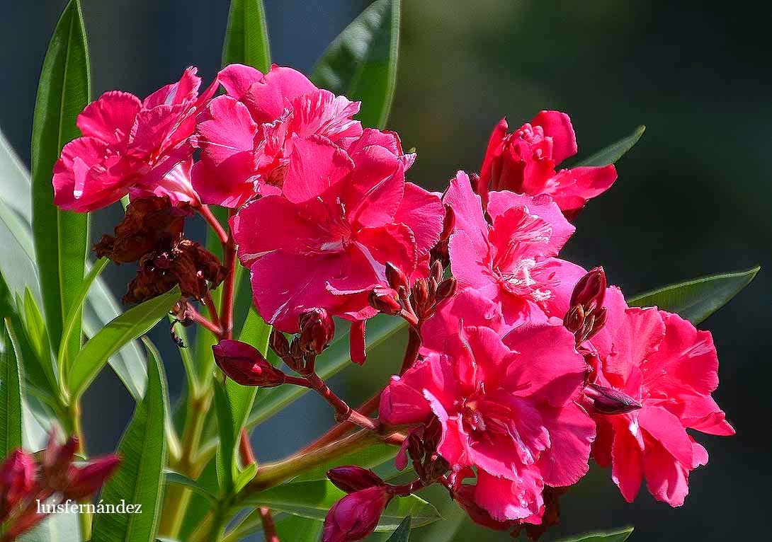 OCIO y CULTURA : Adelfas