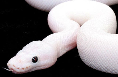 SUN SHINES: White Snakes