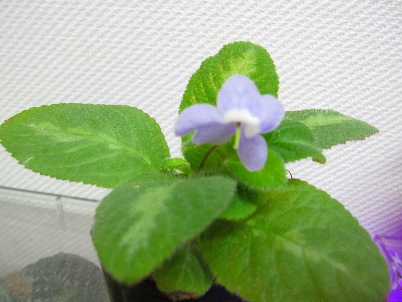 あ～すさん的 植物図鑑: Codonoboea puncticulata