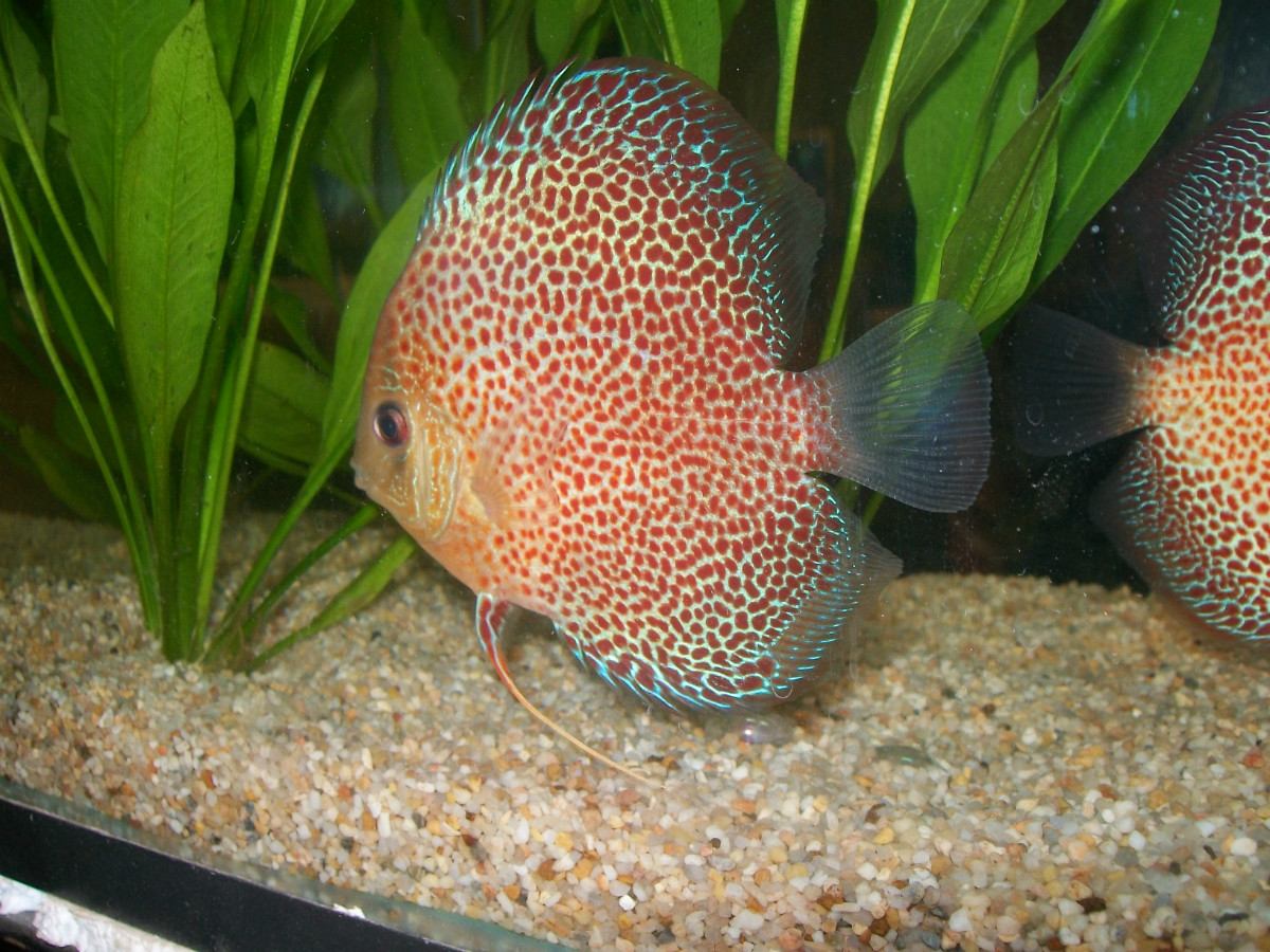 Acuario Virtual:::...: La belleza de los peces disco. Unos cíclidos muy ...