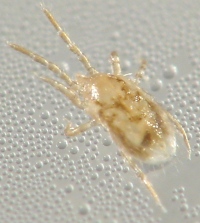 Invisible Biting Bugs: BIRD MITES