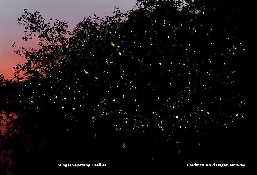 KUALA SEPETANG ECO TOURISM Matang Mangrove Forest Reserve Tour, Bird ...