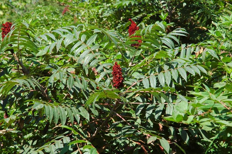 Field Biology in Southeastern Ohio: Sumacs of Ohio