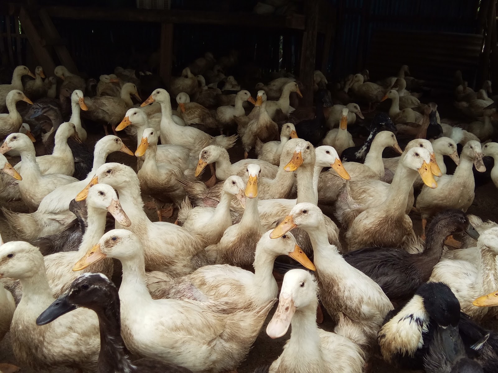 Tips Dan Trik Cara Ternak Bebek Pedaging Agar Cepat Panen - PT. Bandar ...