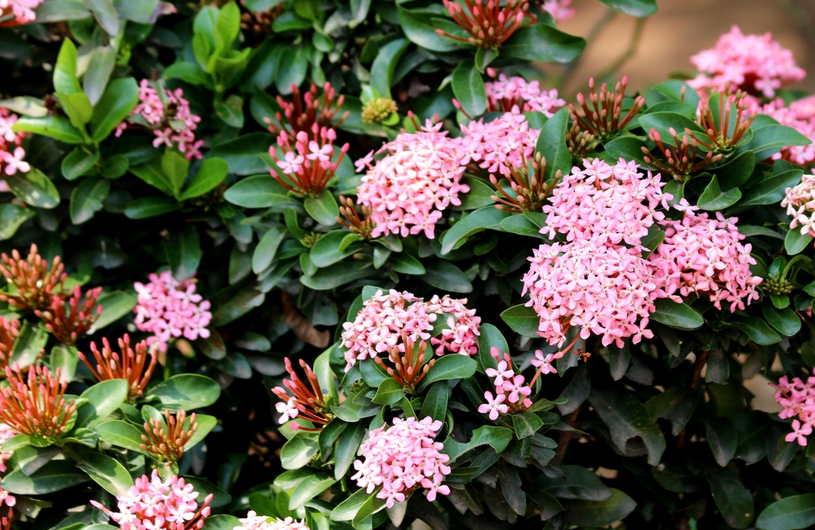 Cherishing India.....: Flowers of Odisha: part I......