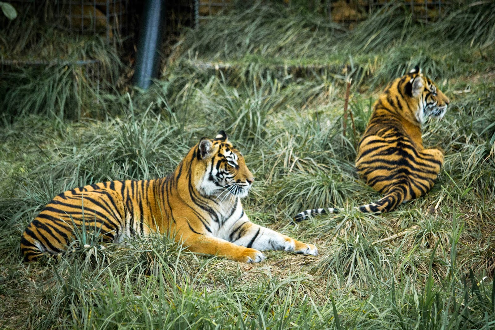 ZSL London Zoo: Tiger Territory