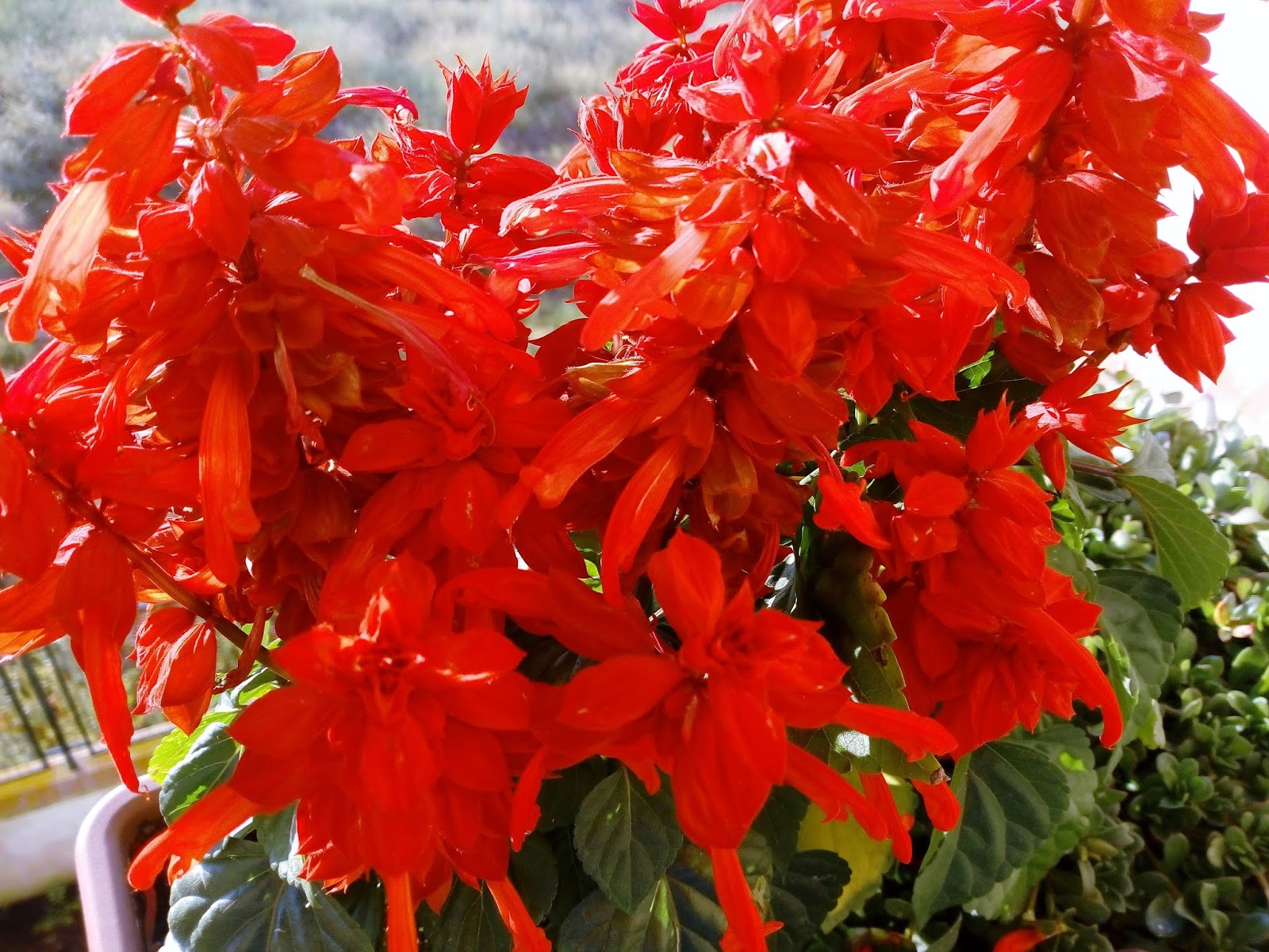 Biosfera vegetal.: Salvia roja (Salvia splendens Sellow ex Schult.).