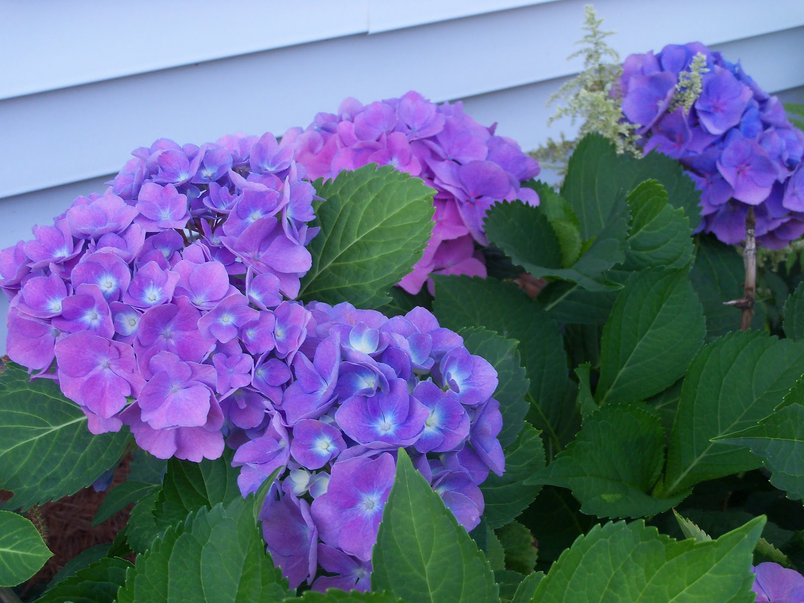 Beyond The Garden Gate: My Lovely Purple Hydrangeas