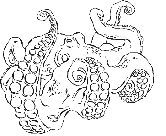 Ausmalbilder Kraken zum Ausdrucken - Ausmalbilder Einhorn