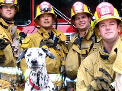CFN - CALIFORNIA FIRE NEWS - CAL FIRE NEWS : Wilshire The Fire Dog A ...