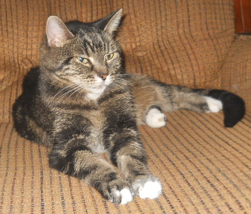 Oddball Observations : A PERSISTENT CAT