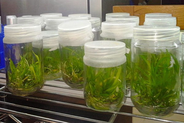 PERTANIAN: Pengertian dan Jenis Kultur Jaringan