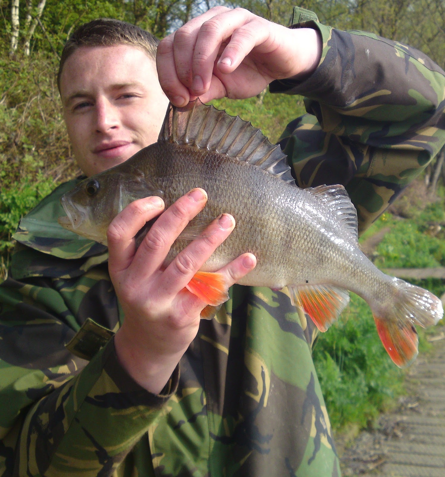 Fish of the Month February Entry - Forth and Clyde Perch!