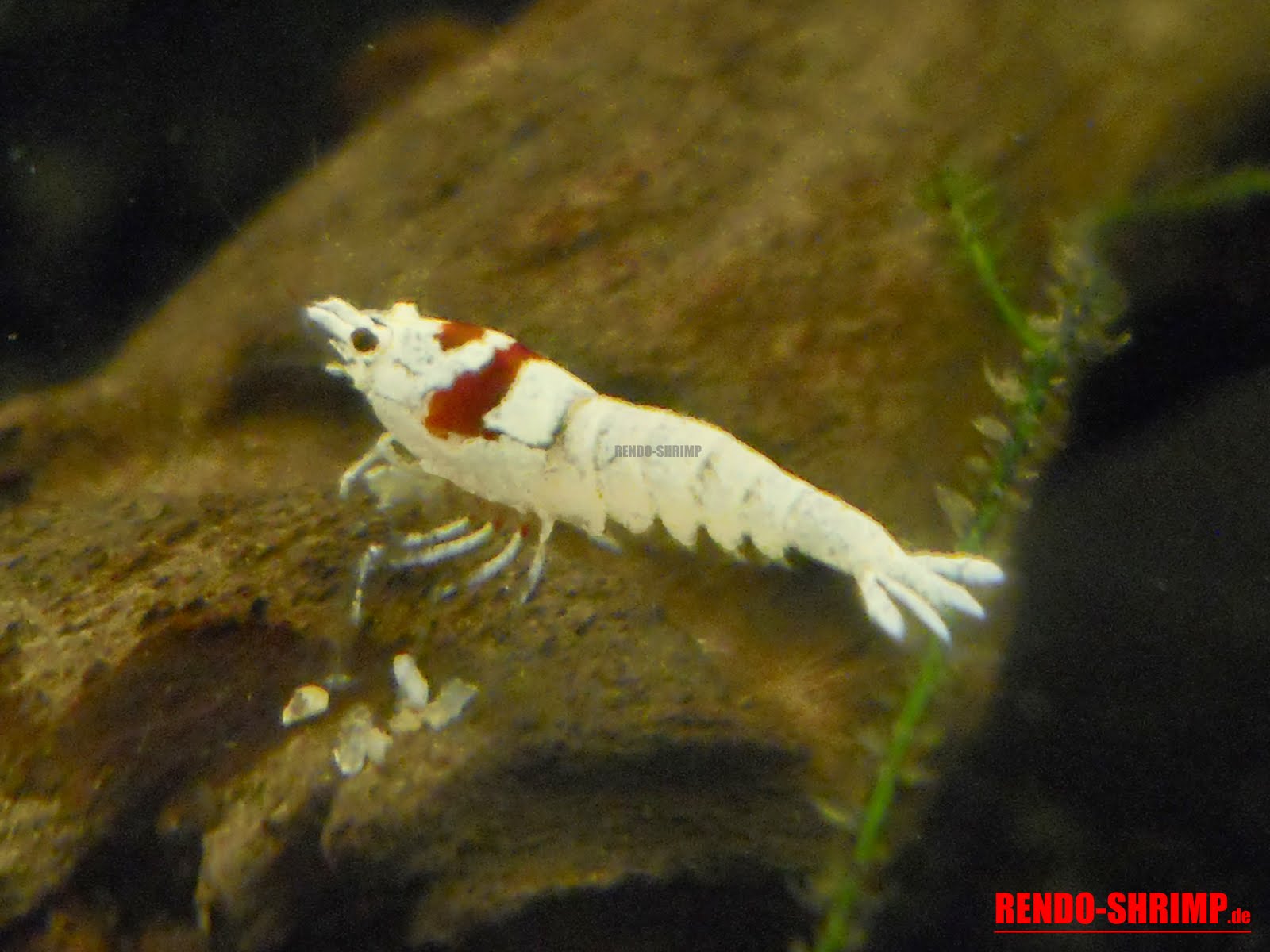 RENDO-SHRIMP Nano-Aquaristik: Red Bee/Black Bee