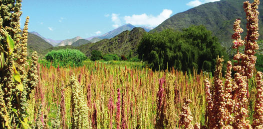 Eva Rodríguez Braña: 2013, Año Internacional de la Quinoa