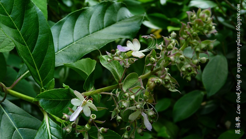 馬來西亞熱帶雨林: Clerodendrum 大青屬